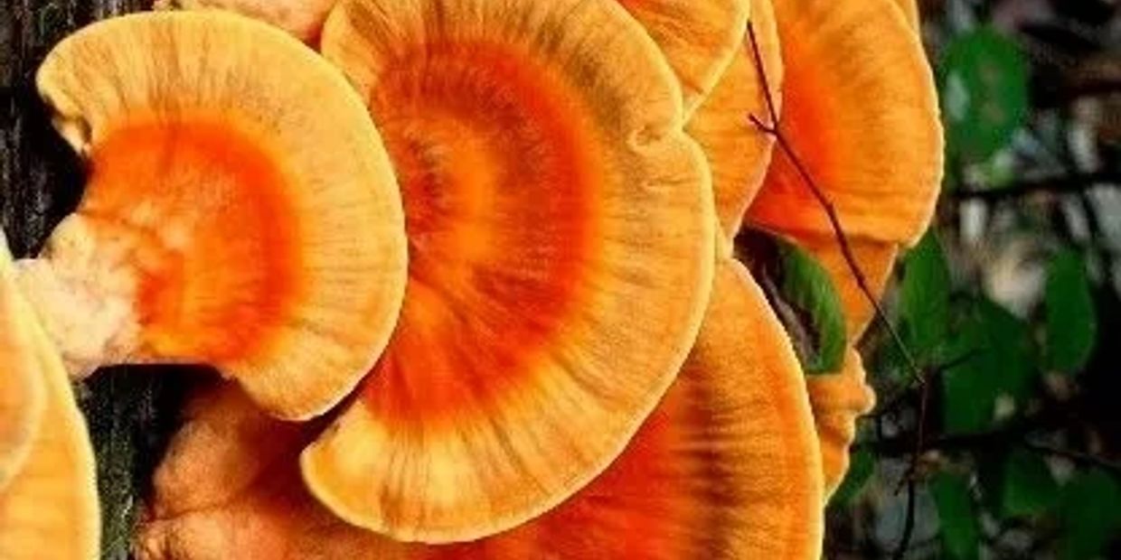 Wild Apán Product Videos | Total Life 4 You